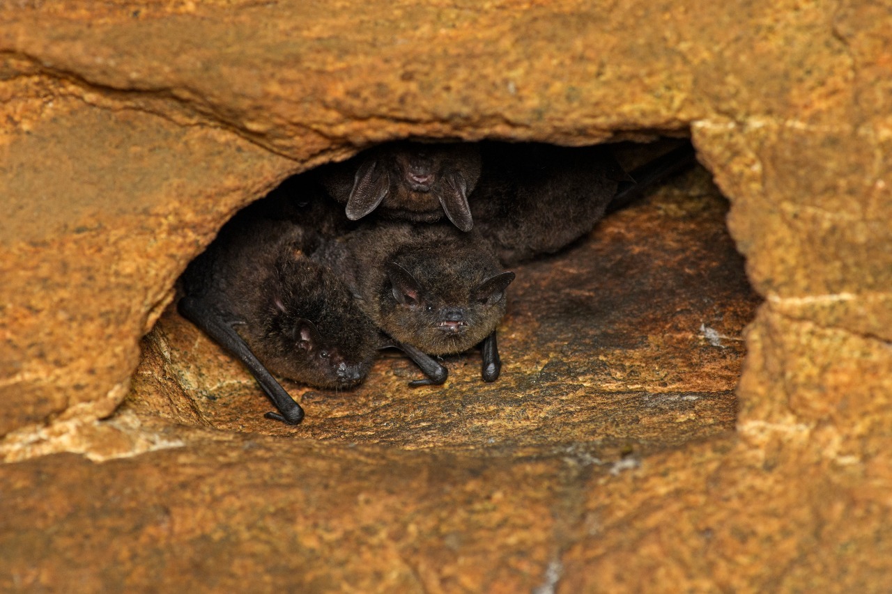 International Bat Night 2022 – Importance and basics about bats ...