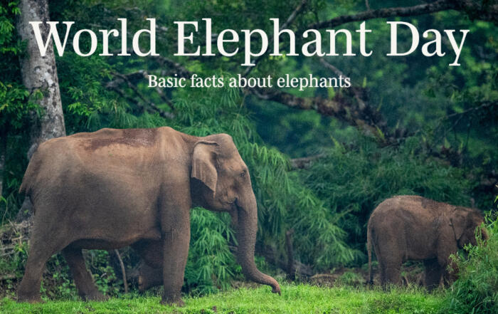 World Elephant Day 2022: Importance and information on elephants ... World Elephant Day 2022: Importance and information on elephants ...