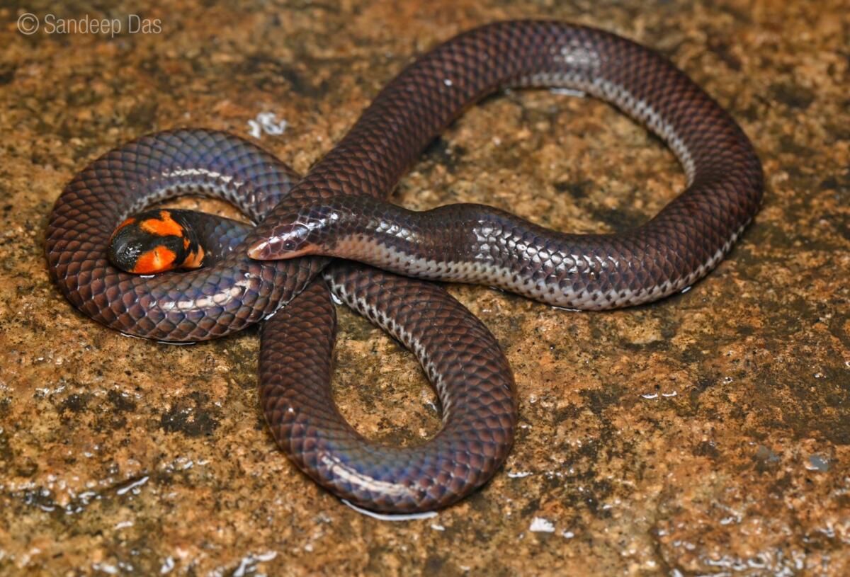 Rediscovery of the Elusive Cardamom Earth-Snake by a Research Team ...
